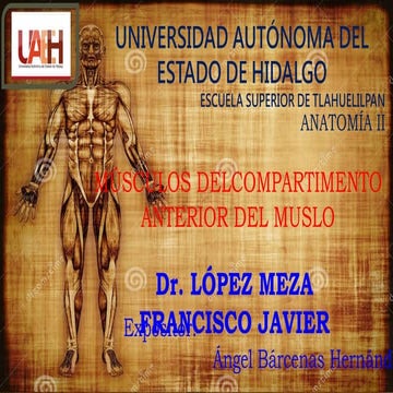 Anatomía Del Muslo Superior
