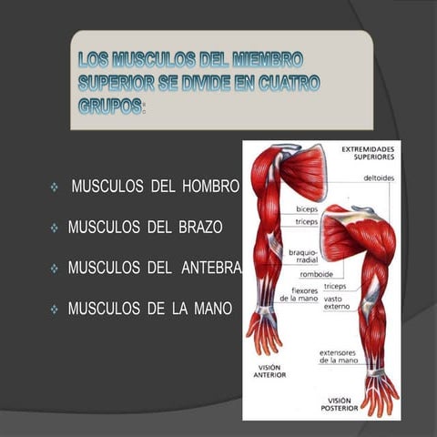 Músculos de miembro superior | PPTX