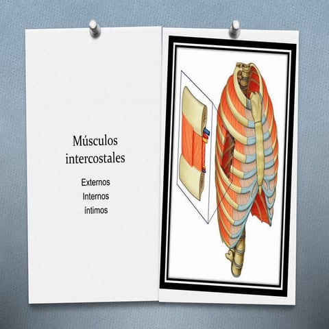 Músculos intercostales | PPTX