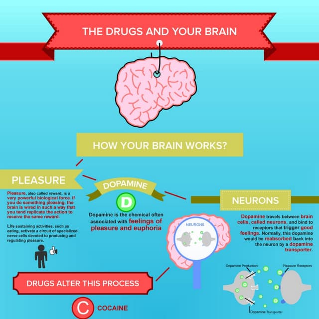 Drugs and Your Brain | PDF