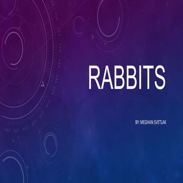 Ms rabbits bio_div | PPT