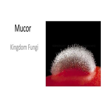 Mucor | PPTX