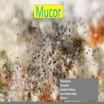 Mucor | PPTX