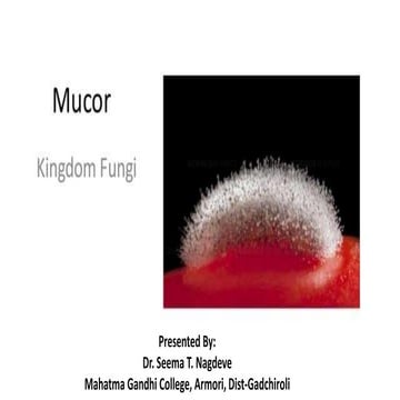 mucor.pdf