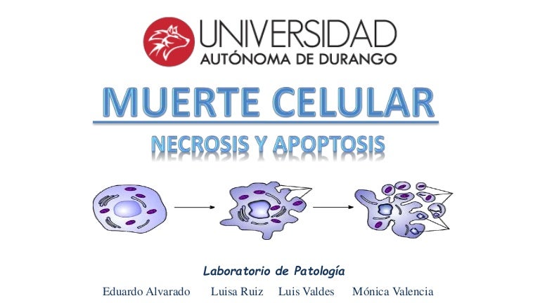 Patología-Muerte Celular