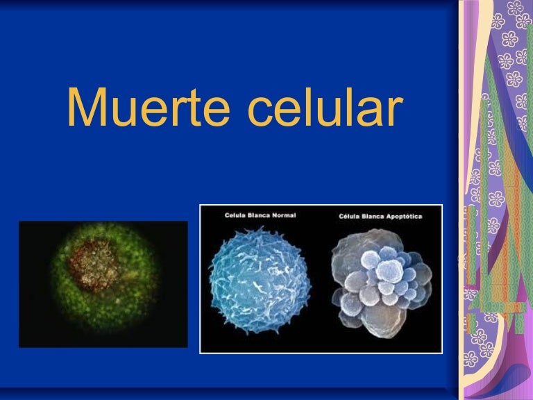 Muerte celular