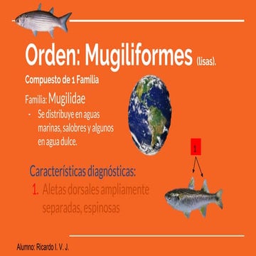 Peces: Orden Mugiliformes (Lisas) | PPTX
