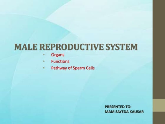 Skene’s gland anatomy features and functions | PPTX