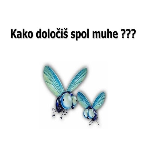 muhe | PPS
