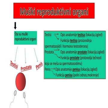 Sistem organa za razmnožavanje | PPT