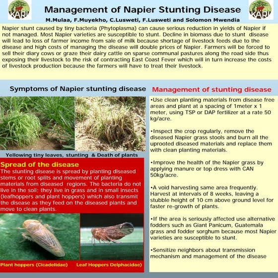 Management of Napier stunting disease | PDF