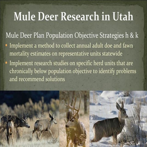 Mule Deer Research in Utah, April 2011 | PPT