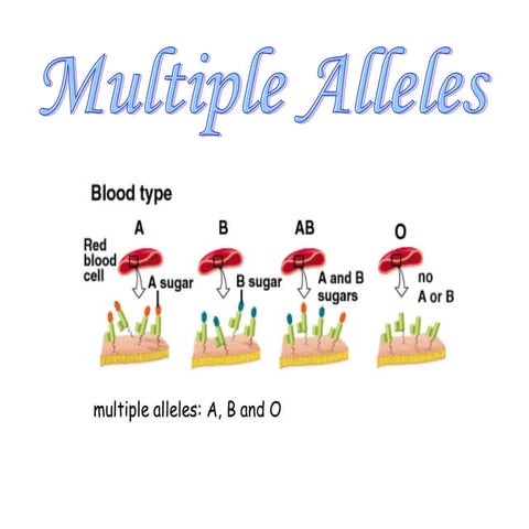 Understanding Multiple Alleles and Human Blood Types: Genetics ...