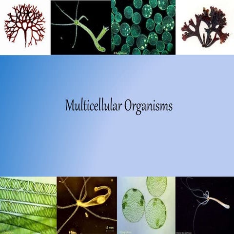 Multicellular organisms | PPTX