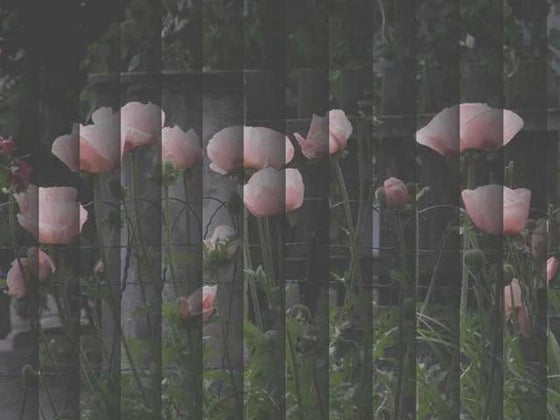 Field of poppies | PPT