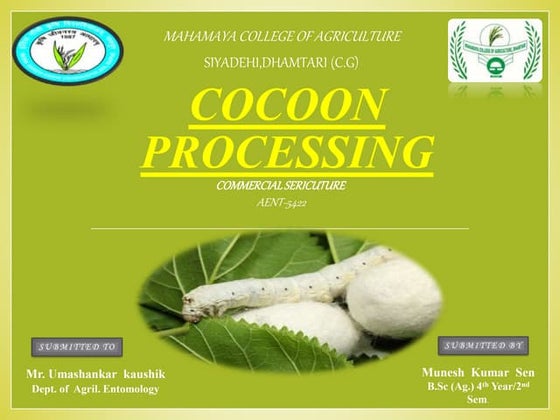 Cocoon harvesting and processing | PPT