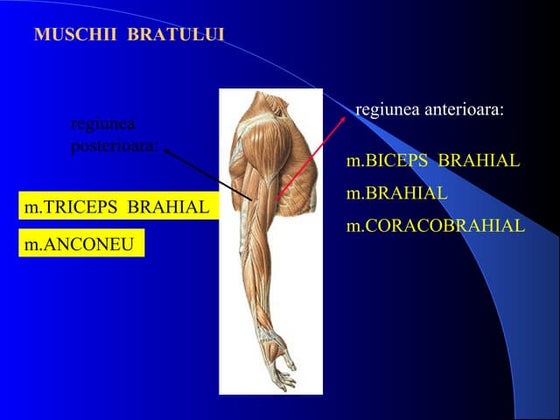 Elemente de structura si biomecanica a articulatiei genunchiului | DOC