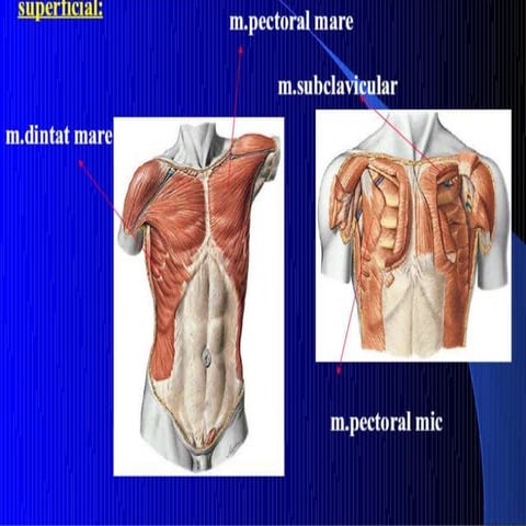 Muschii toracelui si abdomenului | PPTX