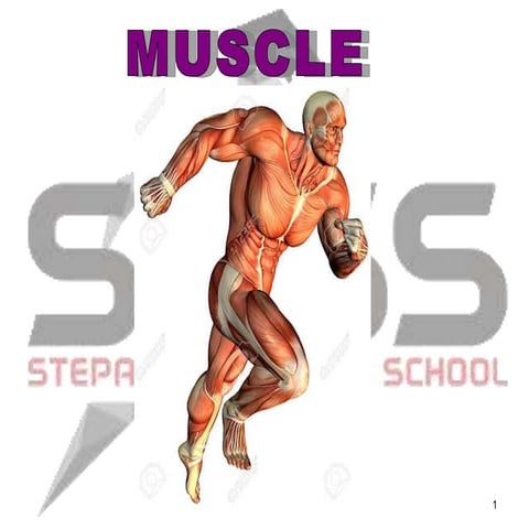 muscle-160227130405.pptx