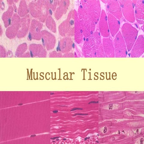 MUSCLES (THREE TYPES OF MUSCLES IN THE BODY) | PPT