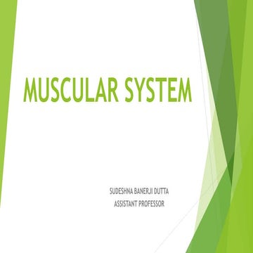 MUSCLE anatomy bsc 1st sem classroom presentation | PPT