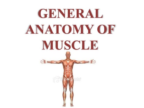 Muscular system in insects | PPTX | Biological Sciences | Science