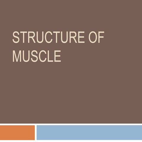 Muscle-strcuture.pdf in which ultrastructure of skeletal muscle is ...