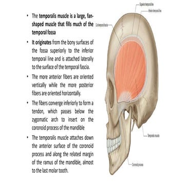 Suprahyoid and infrahyoid muscles | PPTX