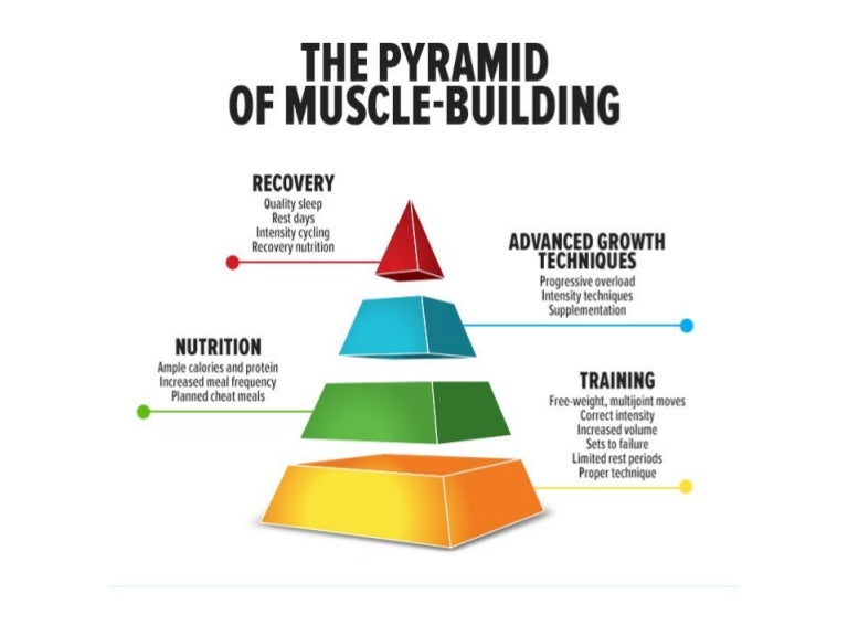 THE PYRAMID OF MUSCLE BUILDING