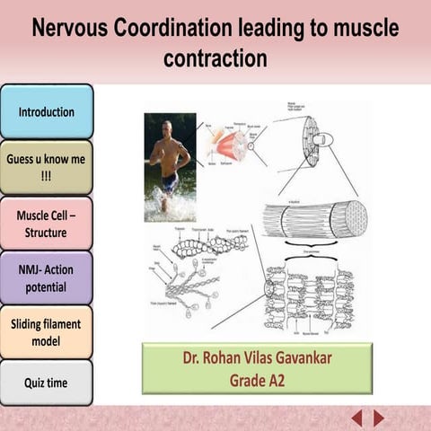 Muscle contraction | PPTX