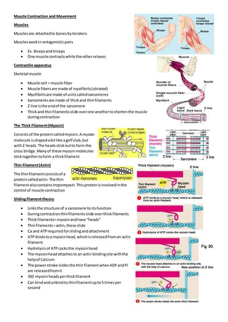 Mechanism of muscular contraction.pptx