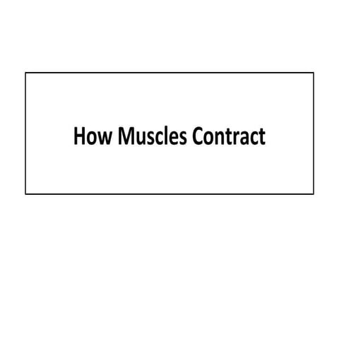 How Muscles Contract | PPT
