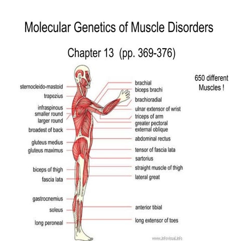 Muscle diseases brief explanation-06.ppt