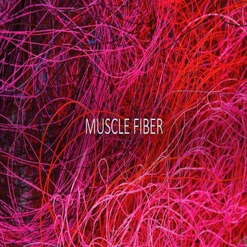 Muscle Fiber.pptx of human body for phar | PPTX