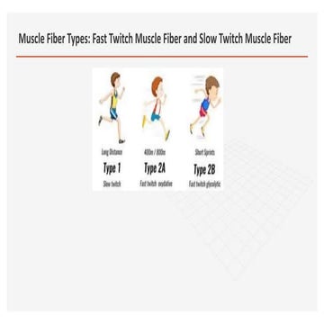 Muscle Fiber Types | PPTX