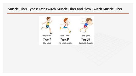 Muscle fibre types | PPT