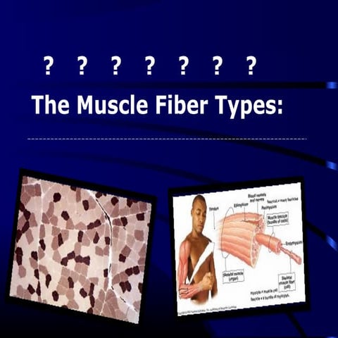 Muscle fibre types | PPT