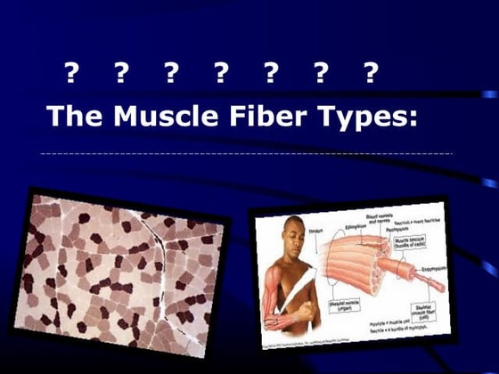 Muscle fibre types | PPT