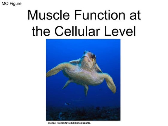 Sliding filament theory muscle contraction | PPT