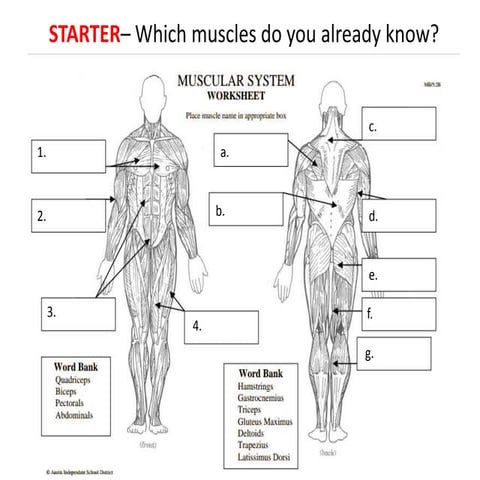 Muscle Group Worksheets | PDF