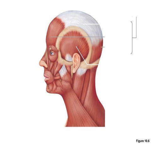 Muscle identification practice | PPT