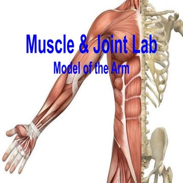 Lesson 2 tendons, ligaments, cartilage and joints | PPTX