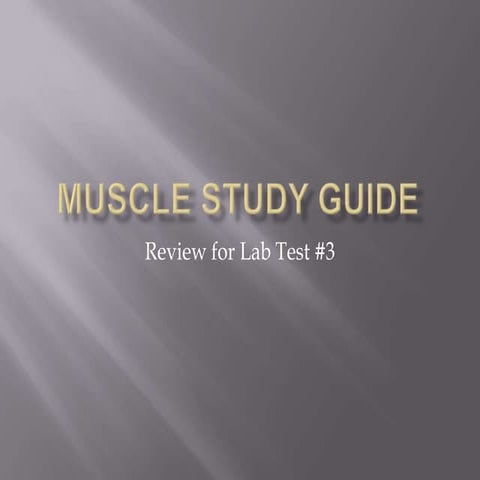Muscle lab study guide (UPDATED) | PPTX | Biological Sciences | Science