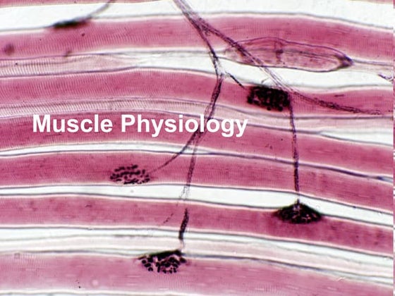 Mechanism of muscle contraction | PPTX | Biological Sciences | Science