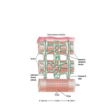 Muscle Physiology - Copy.pptx