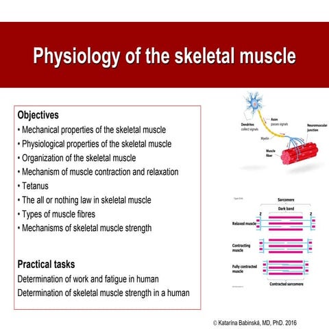 Properties of skeletal muscle | PPTX