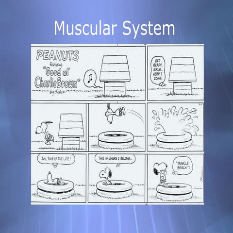 Muscle powerpoint | PPT