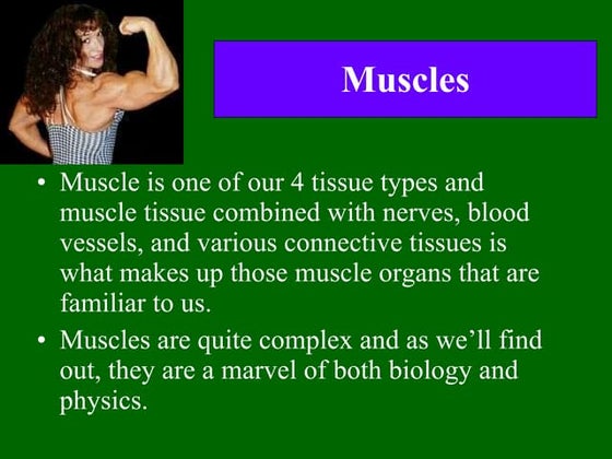 Muscular system in insects | PPTX | Biological Sciences | Science