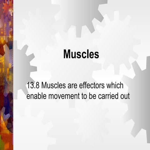 3 Types of Muscle Tissue | PPT