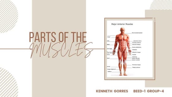 Muscular analysis completed tables | PPT